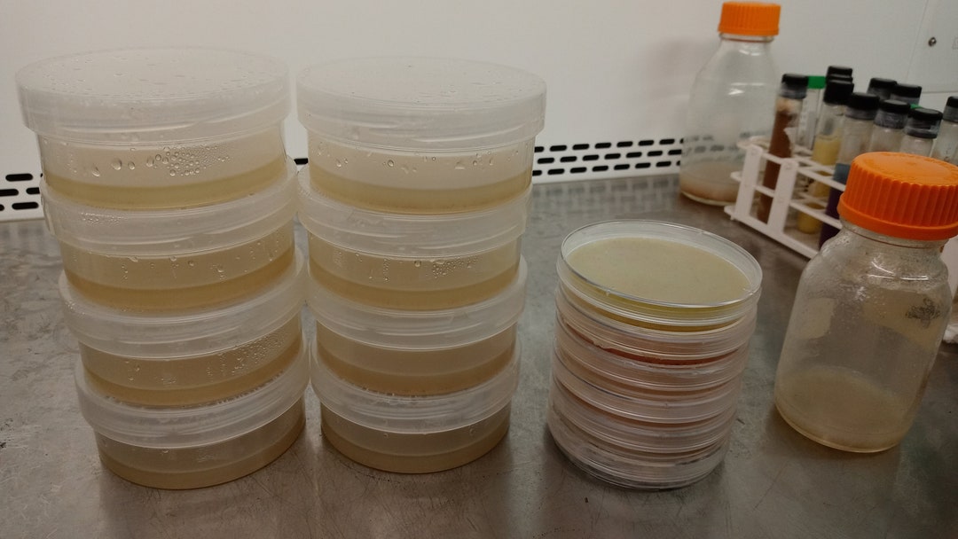 Agar Culture Plate 5 Pack Large Reusable Containers 100mm X 20mm- O ...