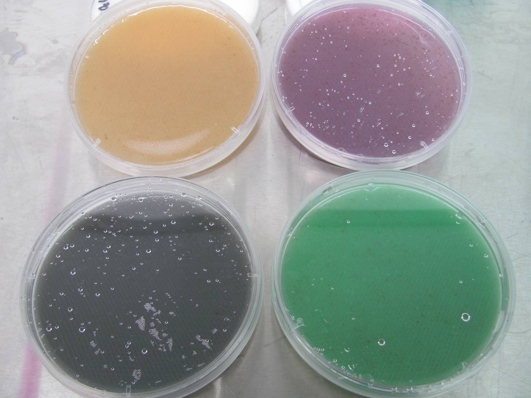 Agar Culture Plate 10 Pack 100mm x 20mm O fungi U | Etsy