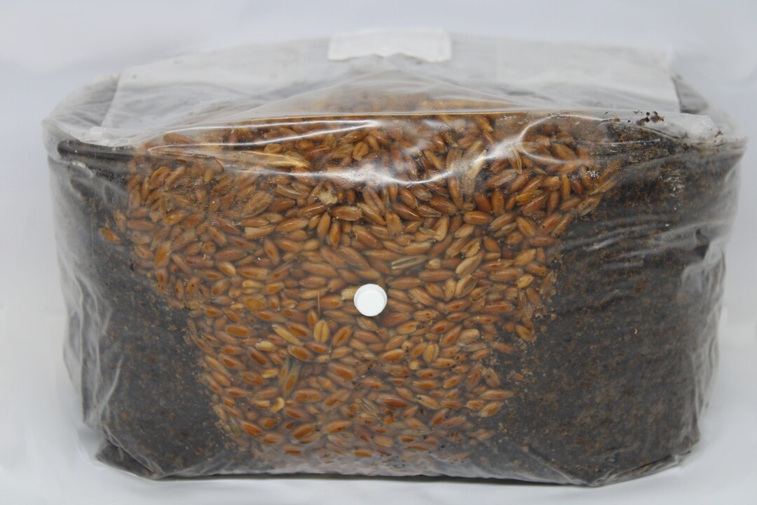 All-in-one Cube Mushroom Substrate Kit 5lbs- O Fungi U - Etsy