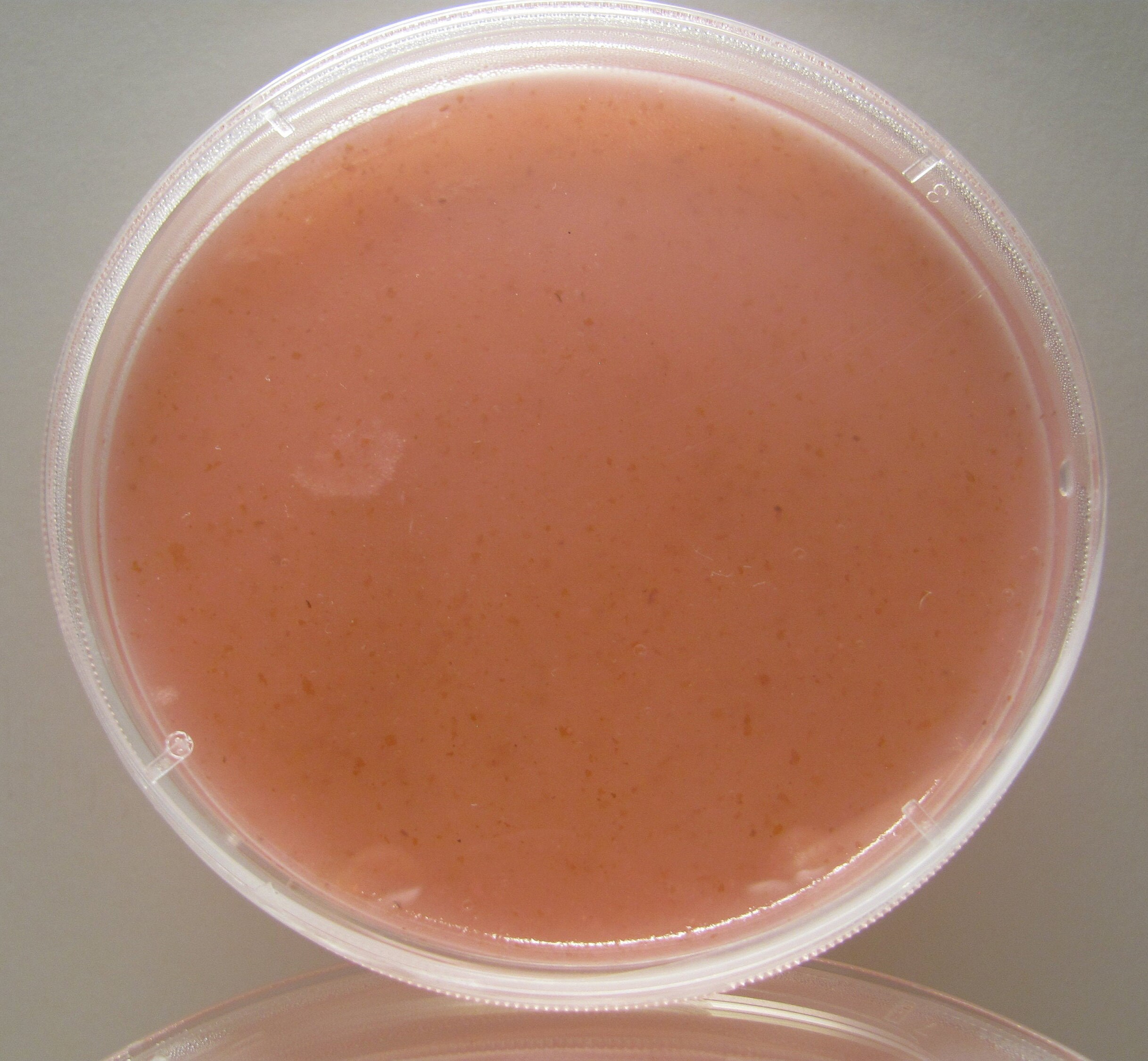 Agar Culture Plate 10 Pack 100mm x 20mm O fungi U | Etsy