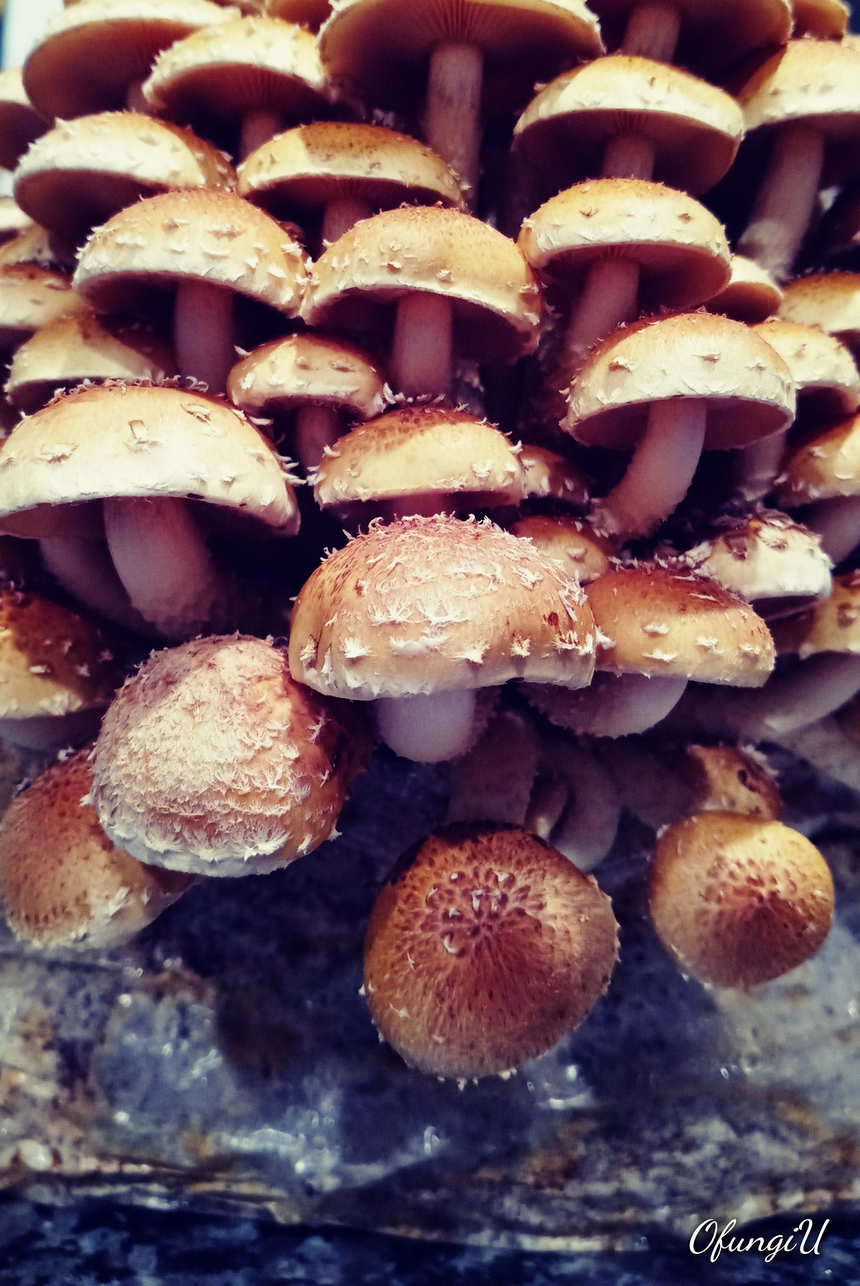 All-in-one Cube Mushroom Substrate Kit 5lbs O Fungi U - Etsy