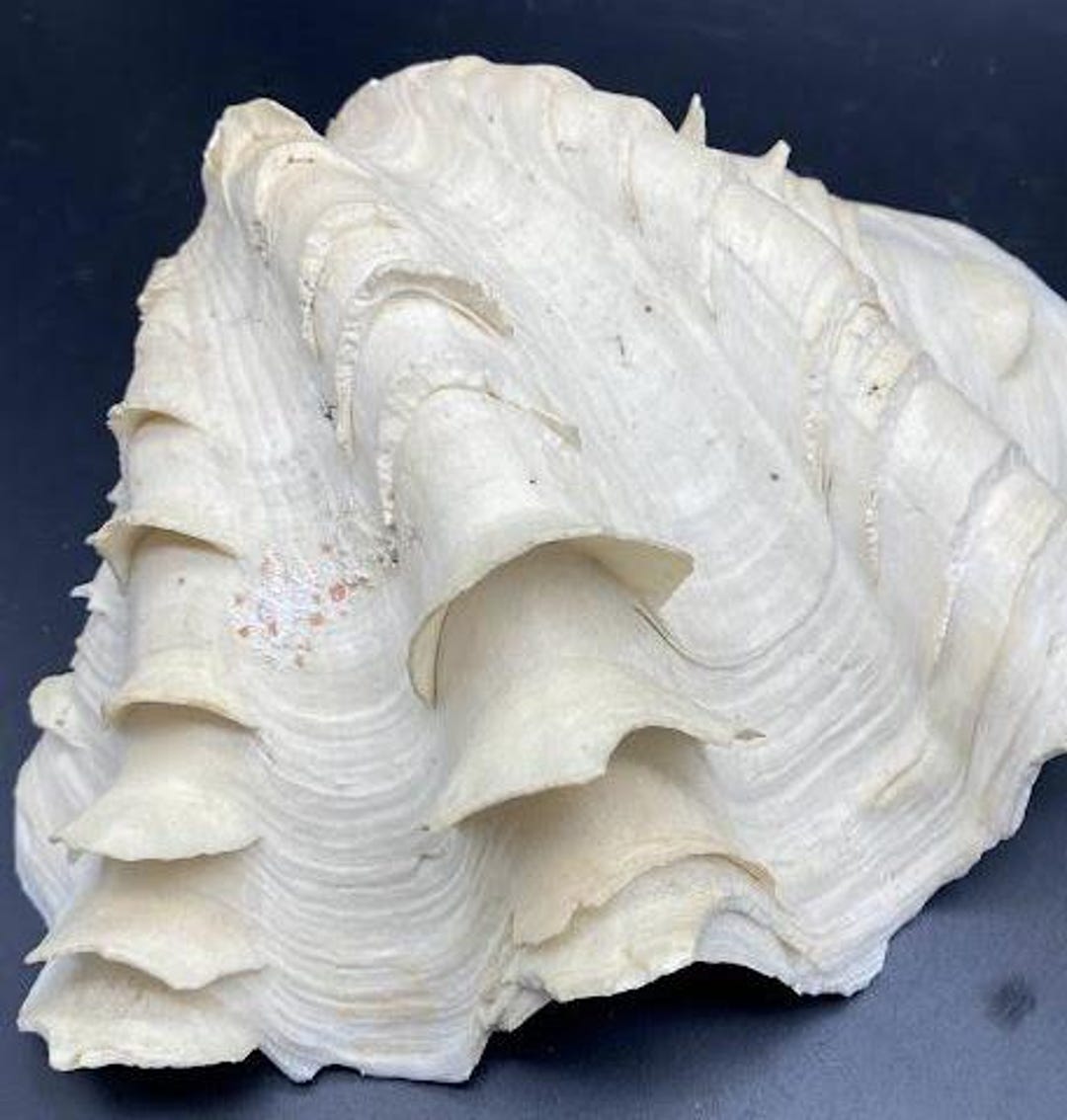 Authentic Scaly Half Clam Shell 8x6.5 - Etsy
