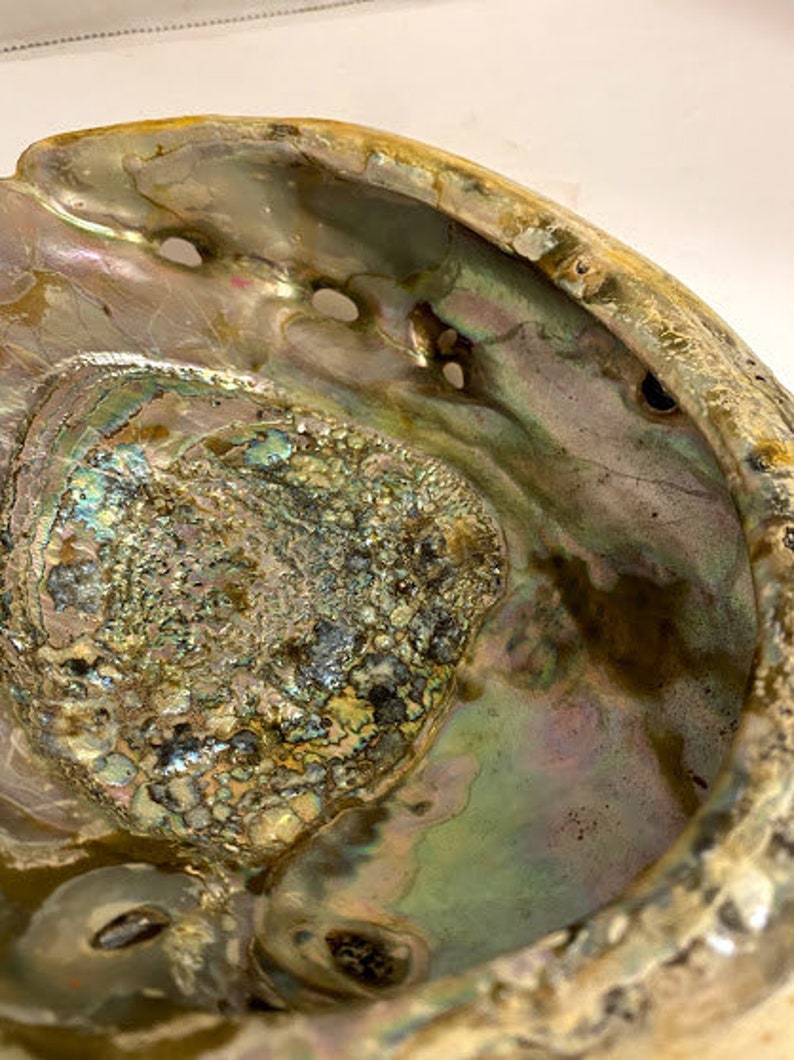 Natural Abalone Shell for Smudging/planter/trinket Box - Etsy