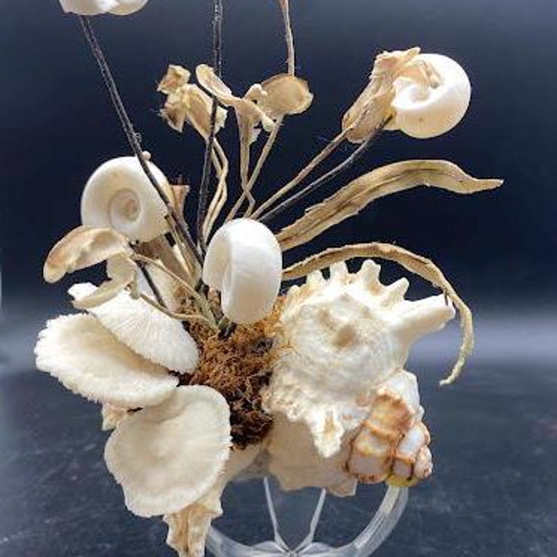 Sea Shell Sculpture - Etsy
