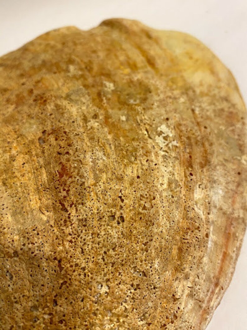 Natural Abalone Shell for Smudging/planter/trinket Box - Etsy