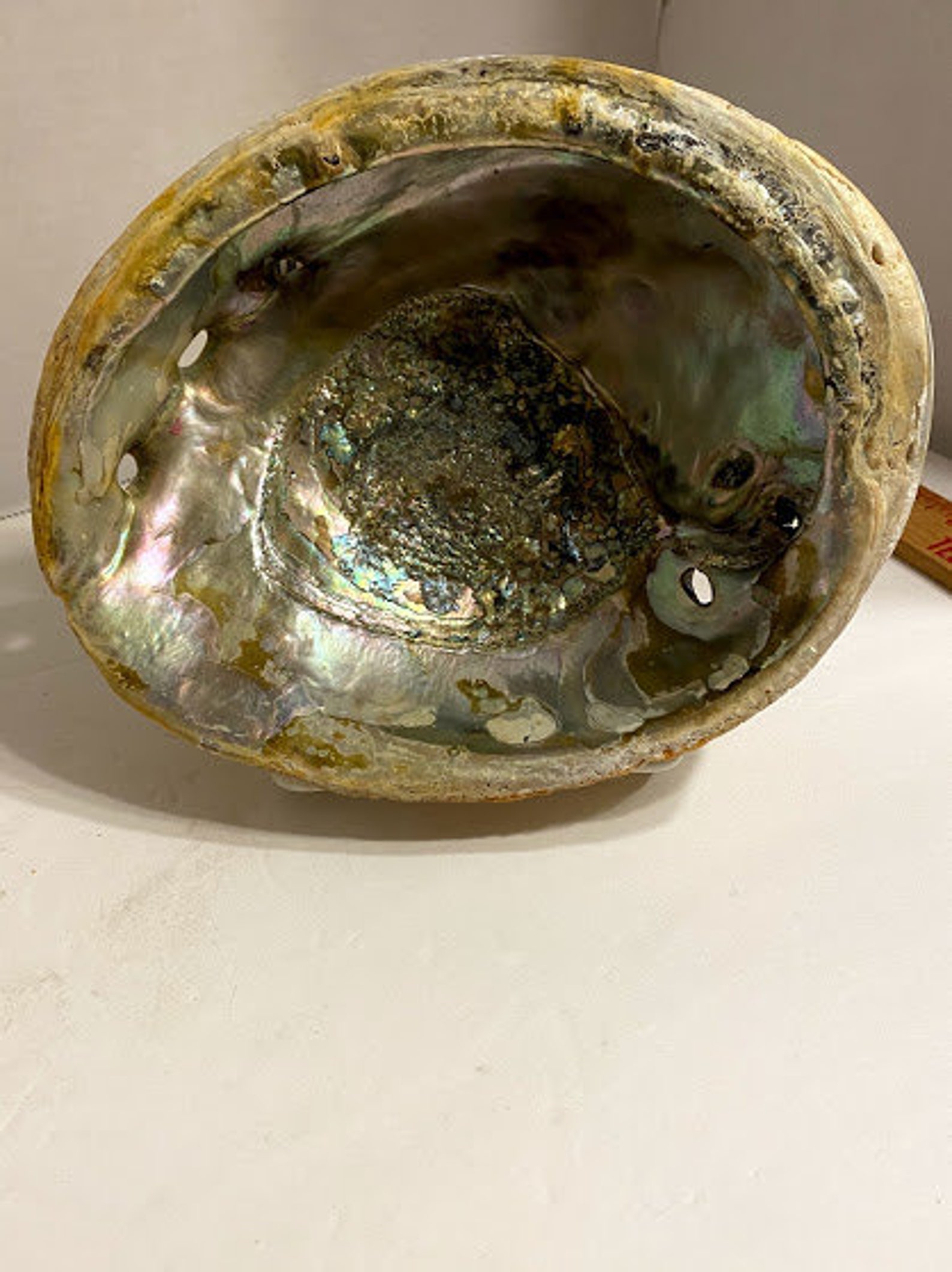 Natural Abalone Shell for Smudging/planter/trinket Box - Etsy