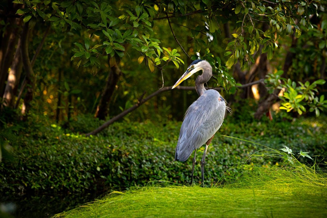 Whisper of Verdant Reverie, Animals, Wall Art, Home Decor, Nature Print ...