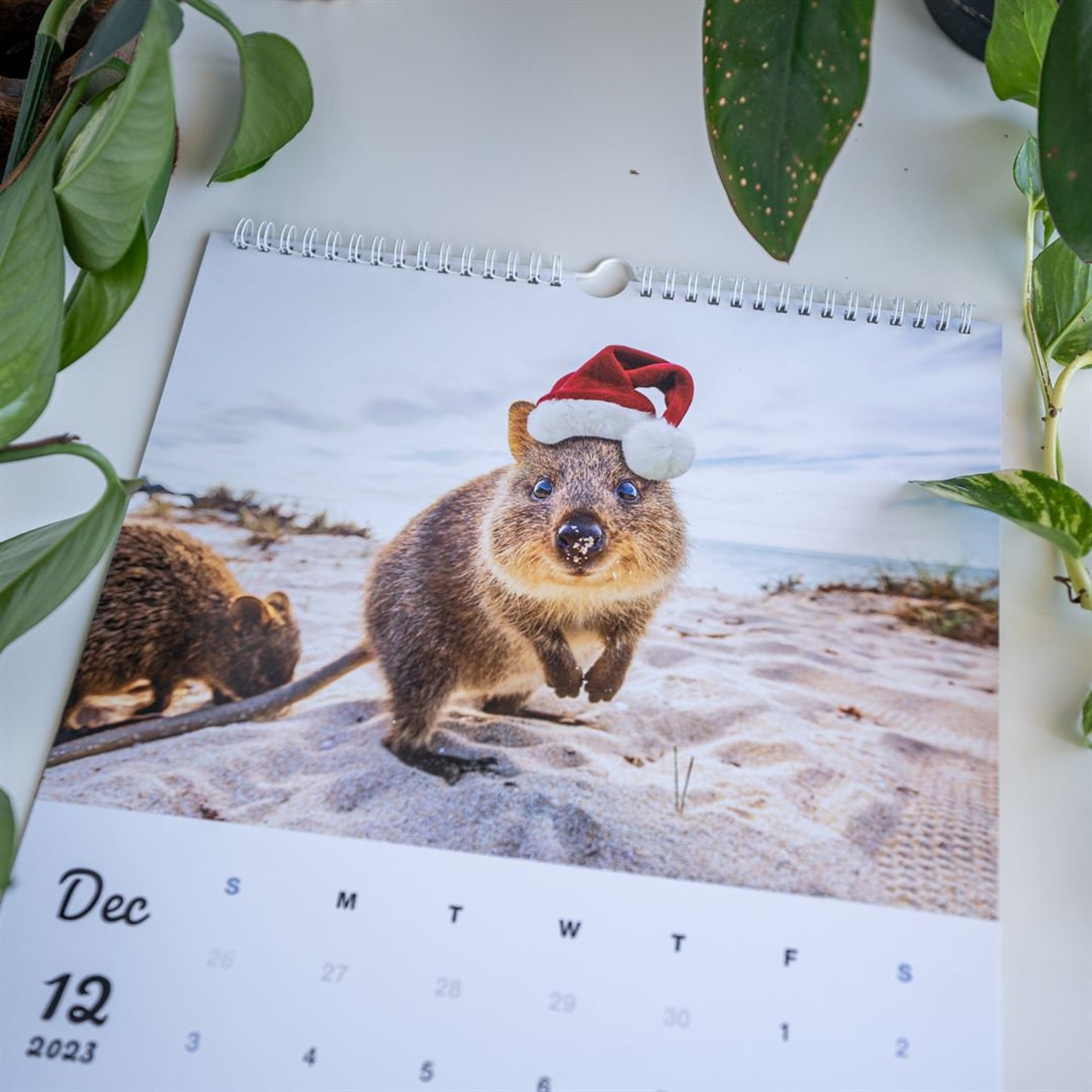 2023 Quokka Calendar Premium Edition - Etsy Ireland