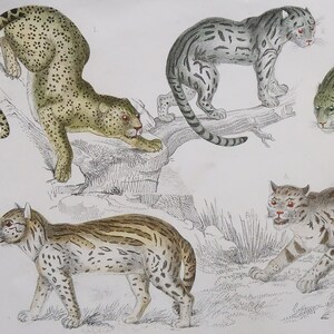 Genuine Antique Print of Cats. 1847 - Etsy