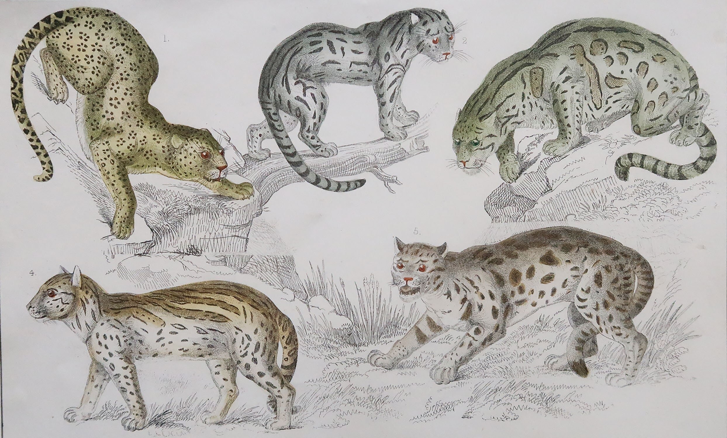 Genuine Antique Print of Cats. 1847 - Etsy