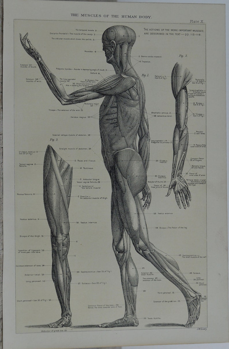 Original Vintage Medical Print. Muscles of the Human Body | Etsy