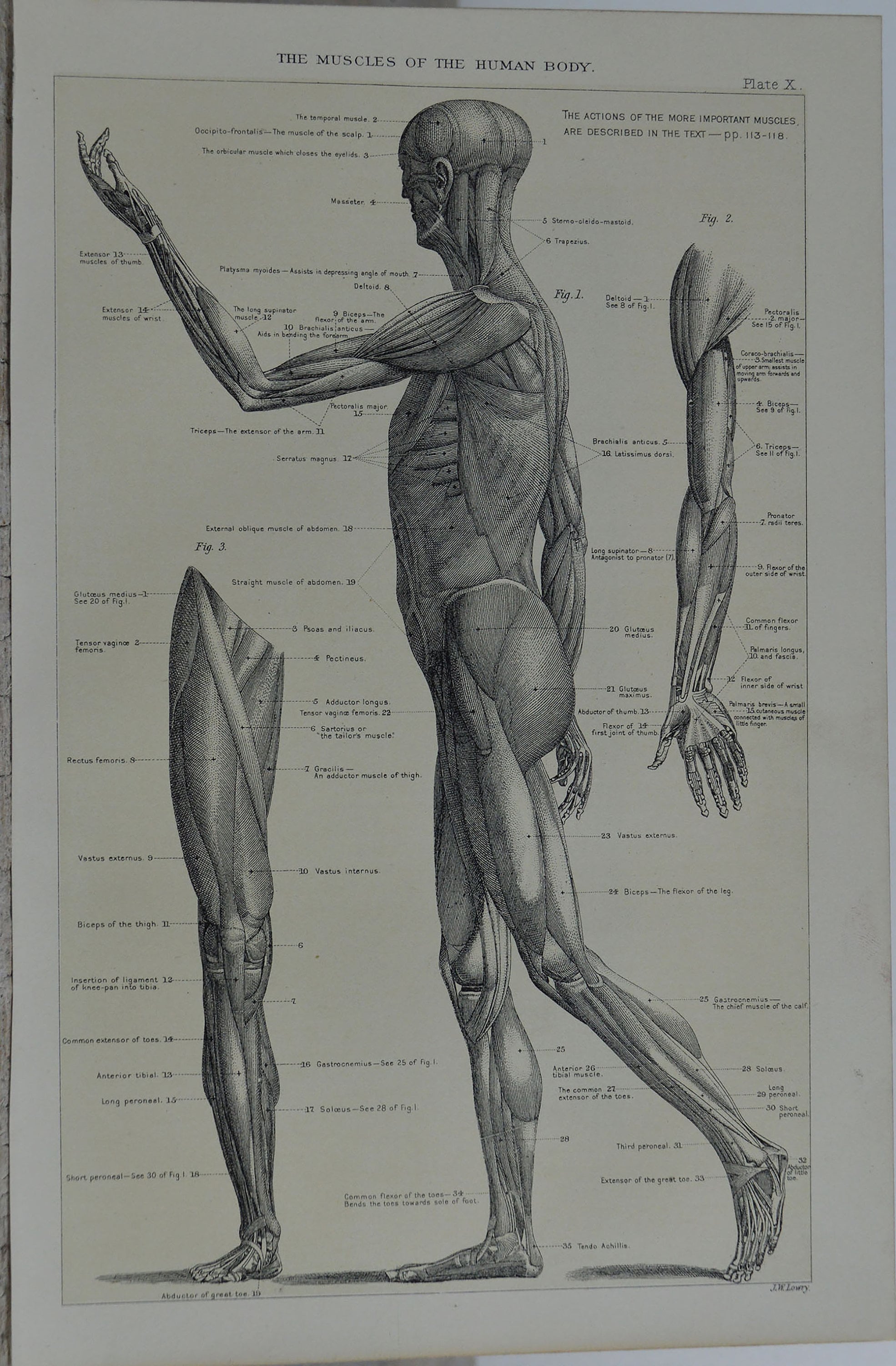 Original Vintage Medical Print. Muscles of the Human Body | Etsy