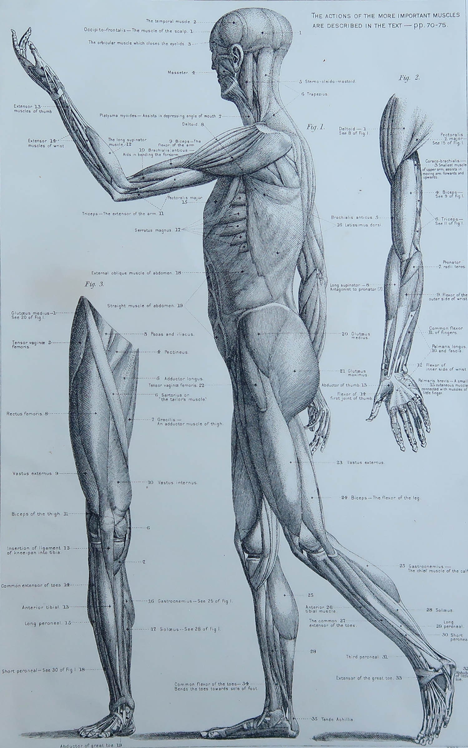 Original Vintage Medical Print. Muscles of the Human Body - Etsy