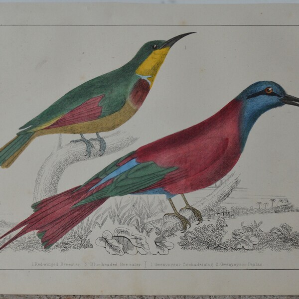 Bee Eater - Etsy