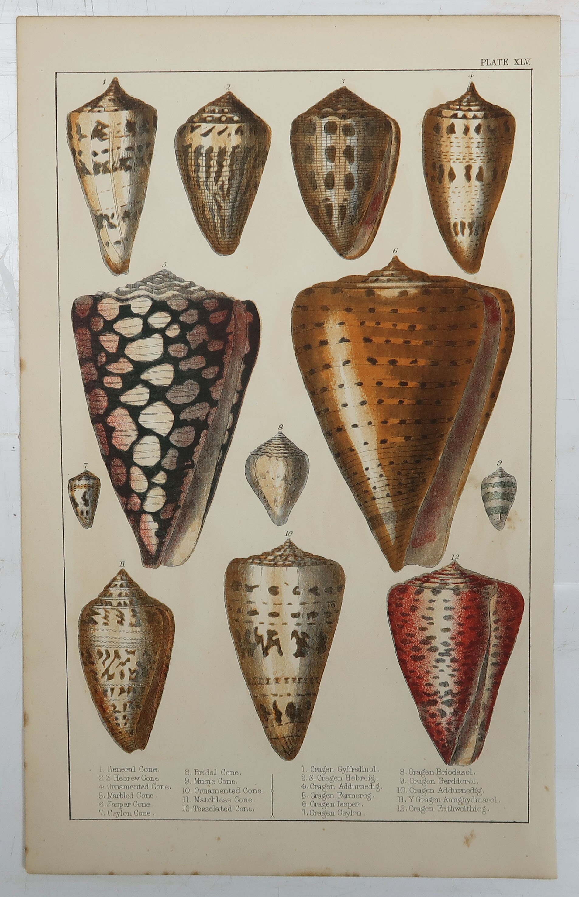 Genuine Antique Print of Shells. 1847 - Etsy