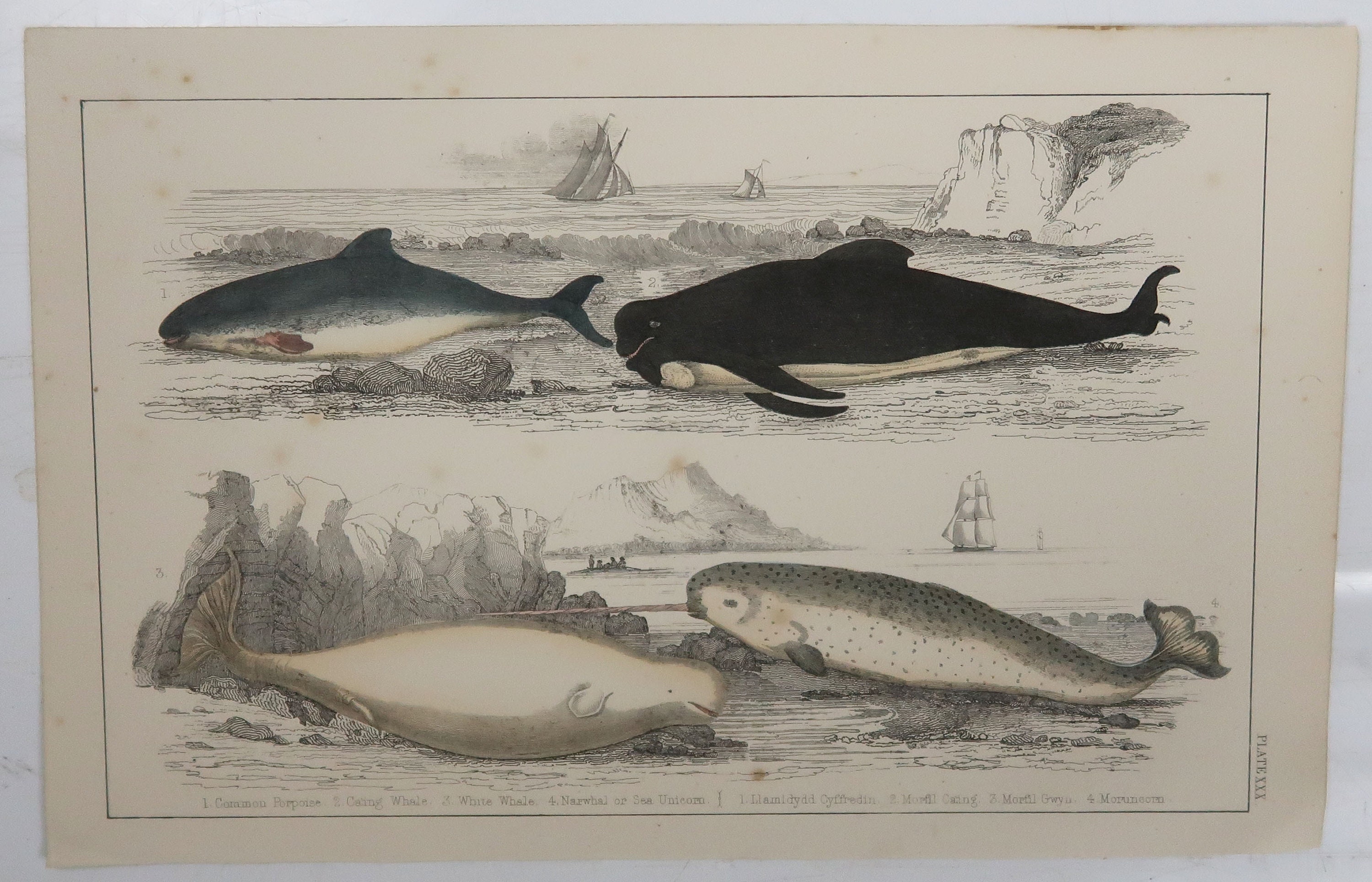 Genuine Antique Print of Dolphins. 1847 - Etsy UK