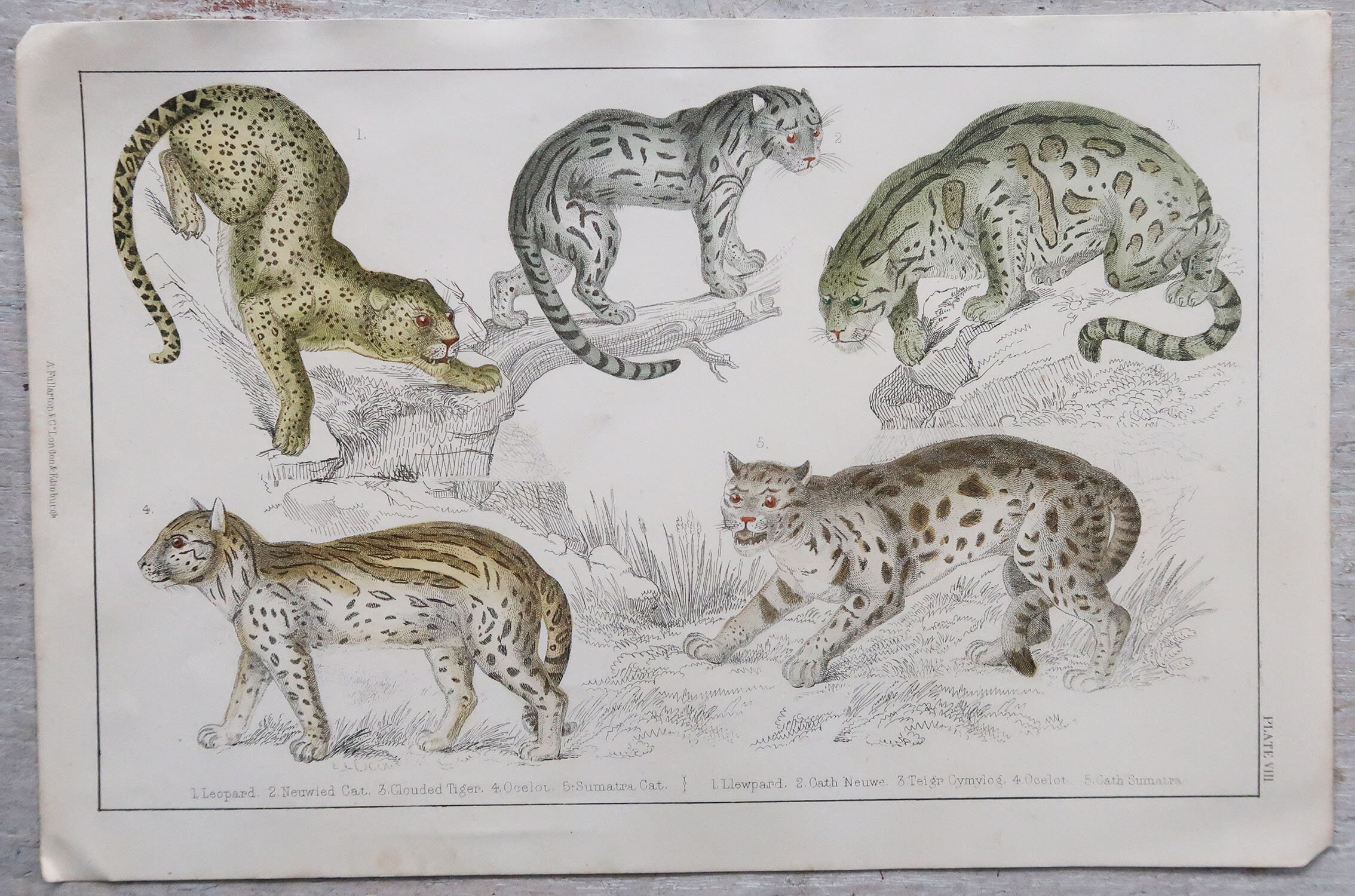 Genuine Antique Print of Cats. 1847 - Etsy