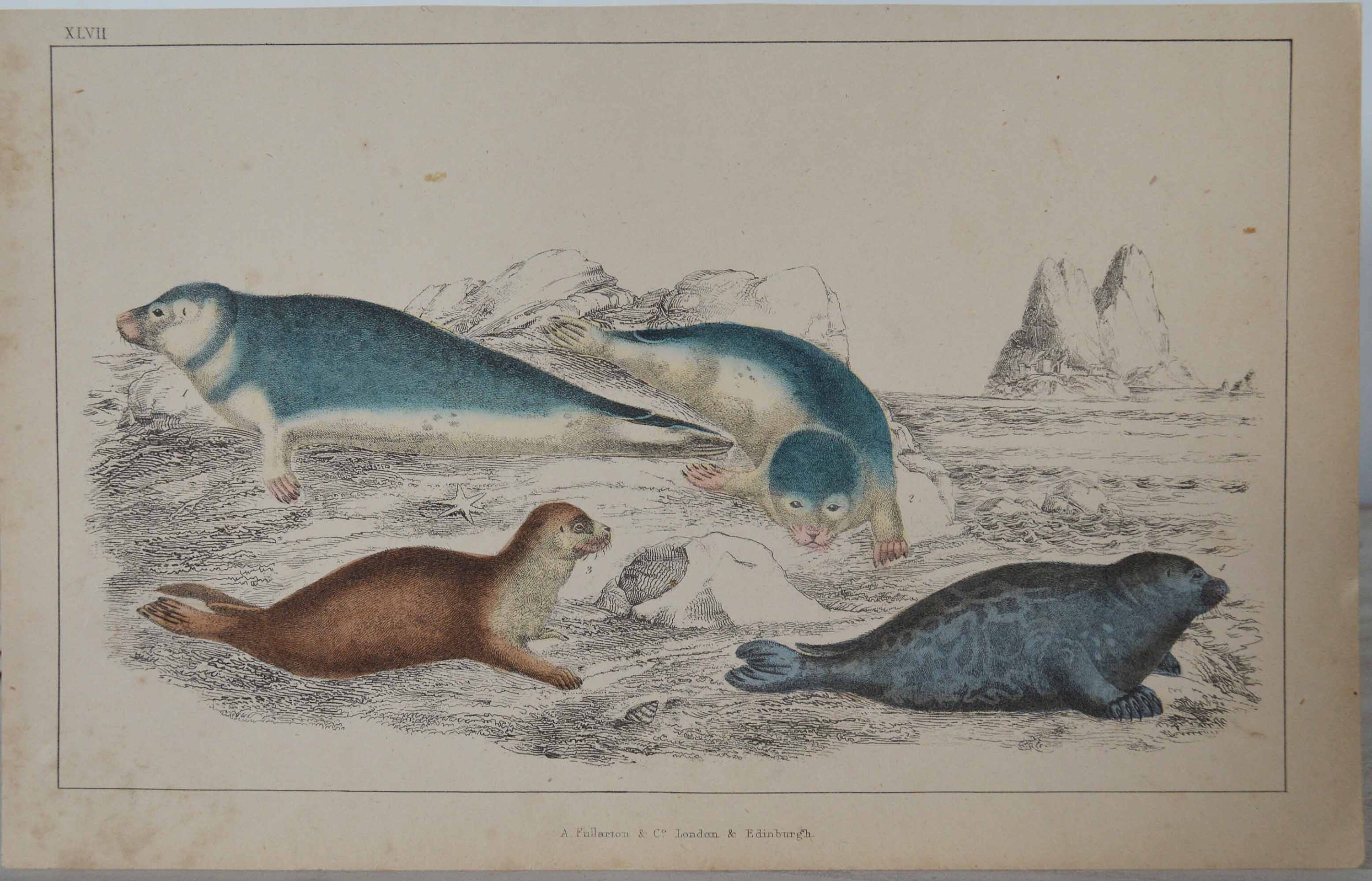 Genuine Antique Print of Seals. 1847 - Etsy