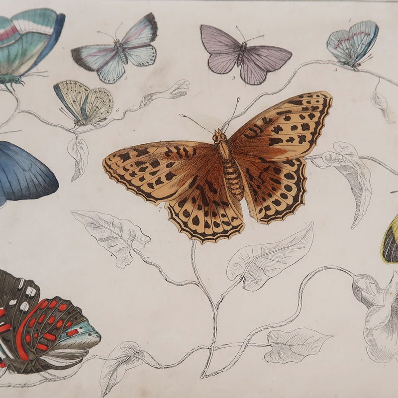 Butterfly Lithograph - Etsy