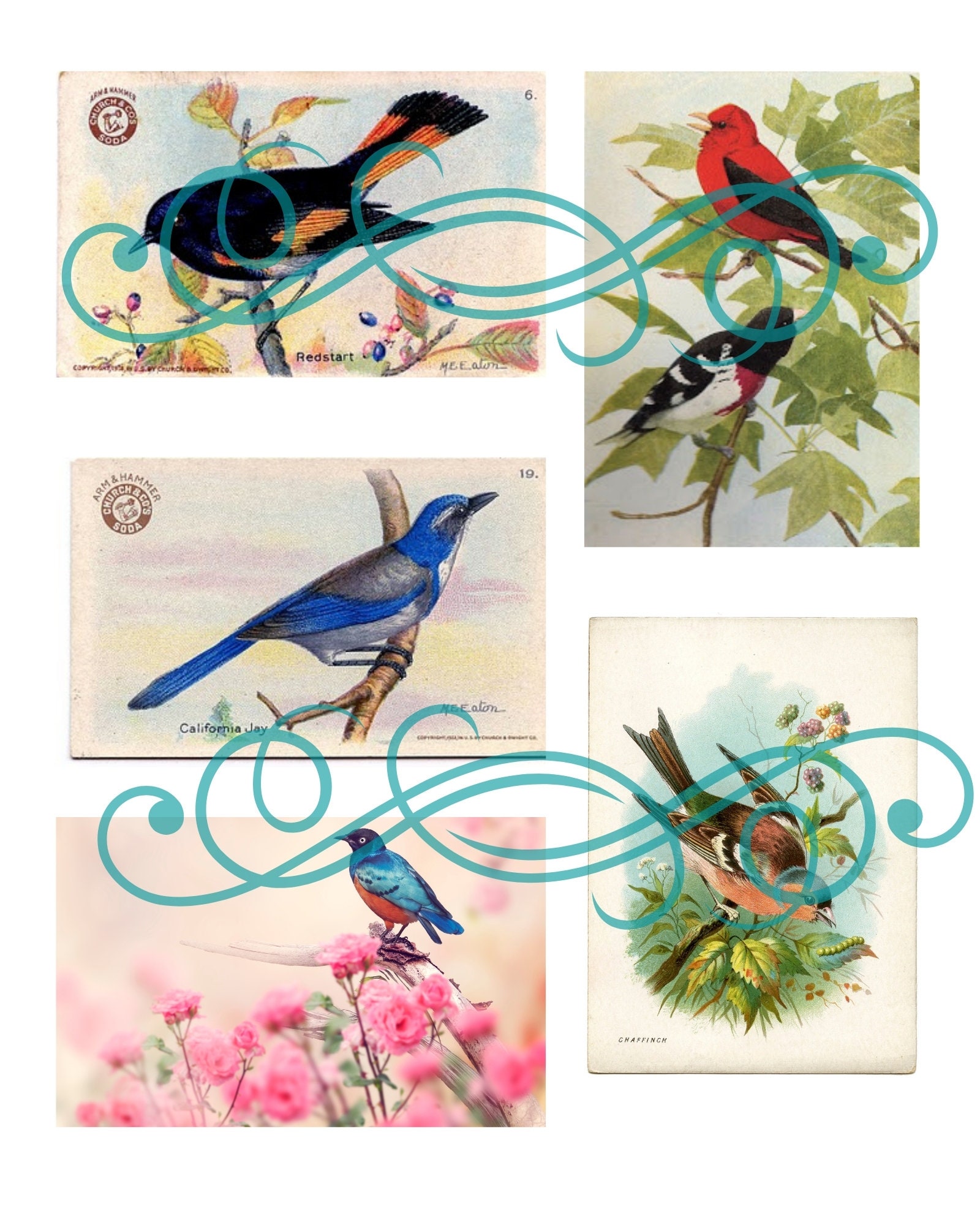 Vintage Bird Image Ephemera, Printable Bird Clip Art (digital Download ...