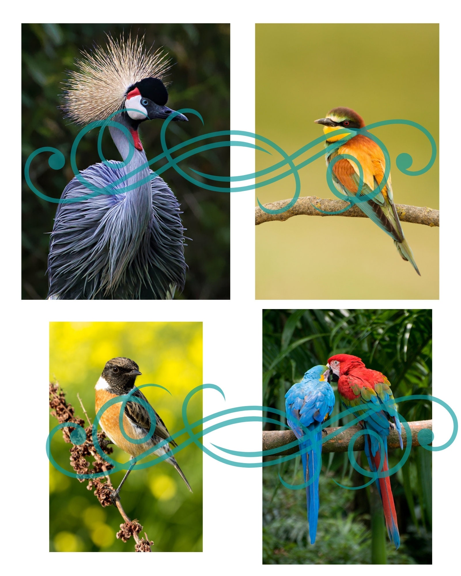 Digital Bird Images Printable Files Digital Files Journal - Etsy