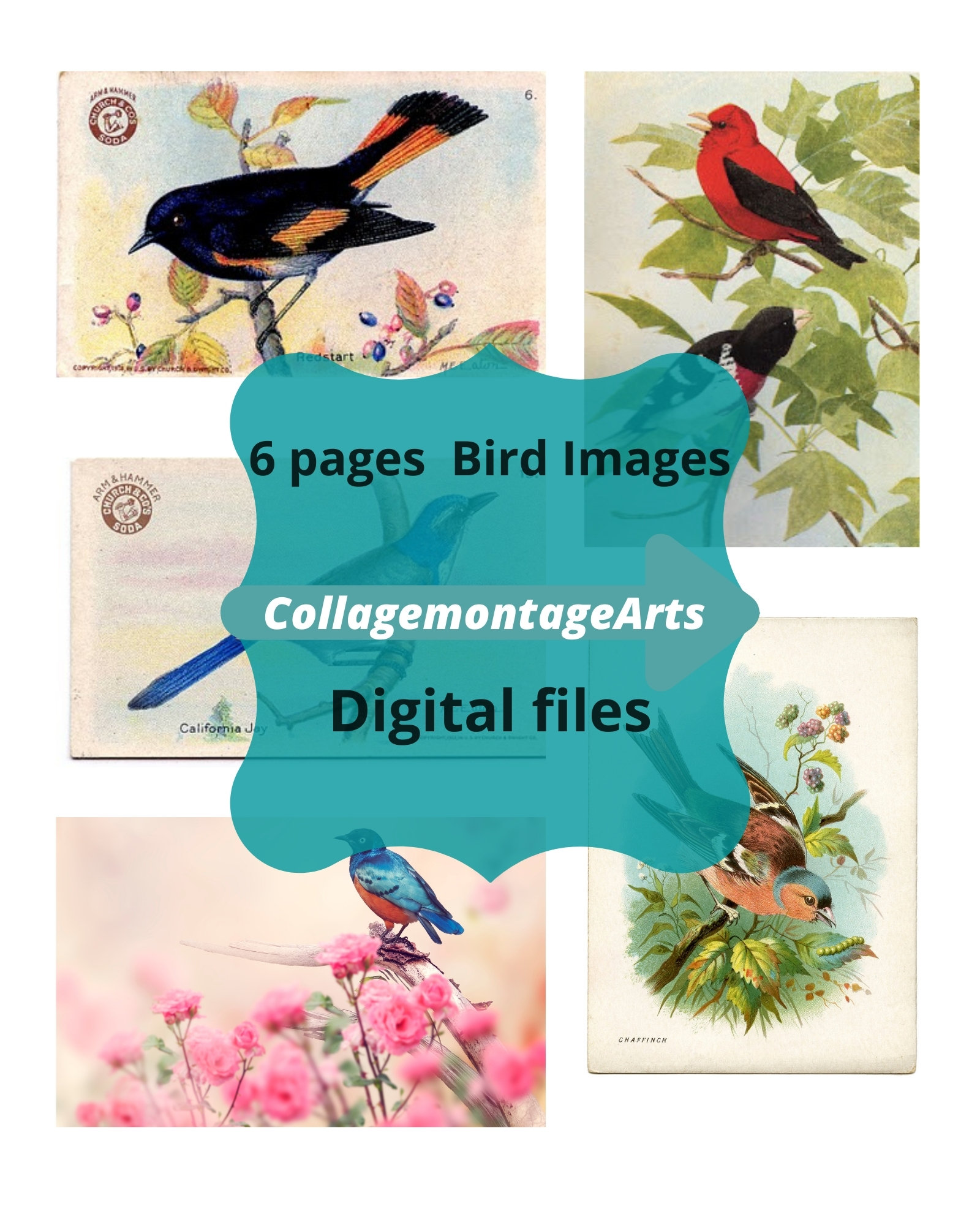 Digital Bird Images Printable Files Digital Files Journal - Etsy