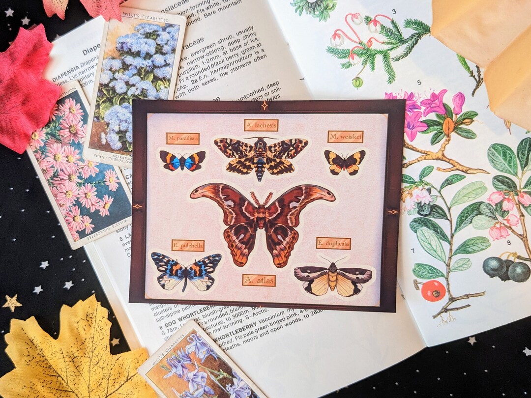 Mini 3.5x5 Inch Matte Art Print Pinned Moth Taxidermy Collection - Etsy