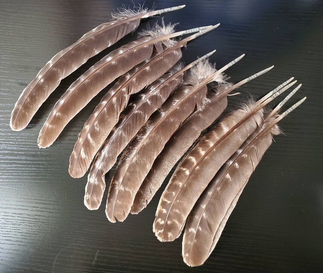 Turkey Feather for Smudging Ritual Decoration - Etsy