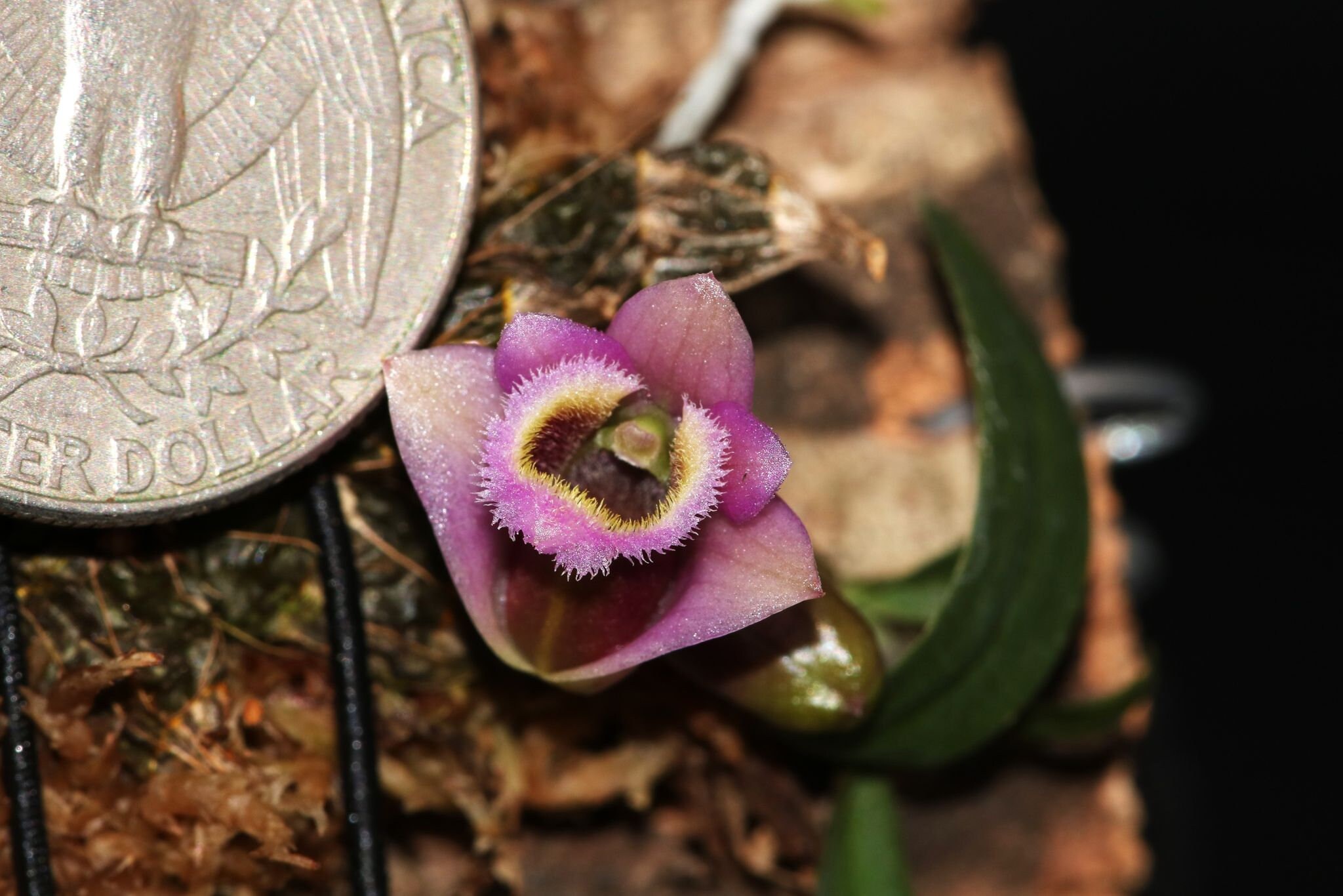 DENDROBIUM FUSCIFAUCIUM Miniature Orchid Mounted - Etsy Australia