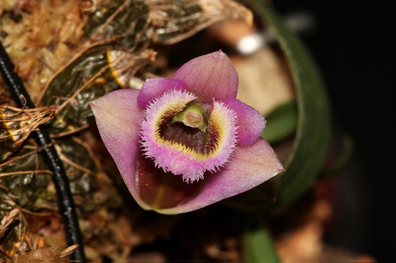 DENDROBIUM FUSCIFAUCIUM Miniature Orchid Mounted - Etsy Australia