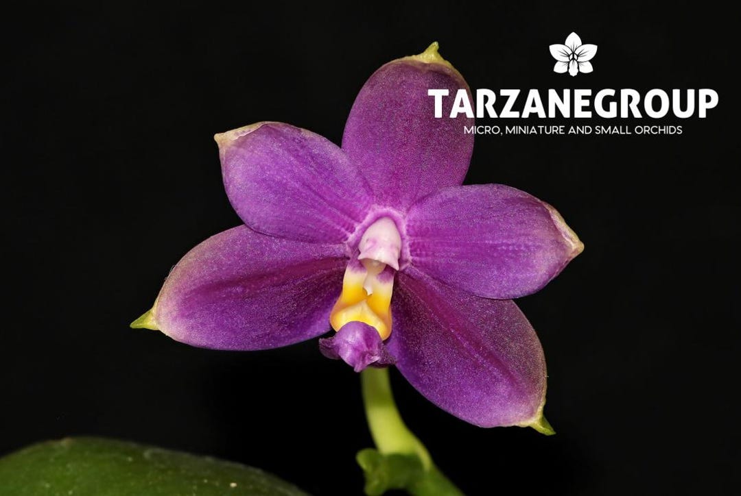 PHALAENOPSIS VIOLACEA indigo Blue Orchid Potted - Etsy
