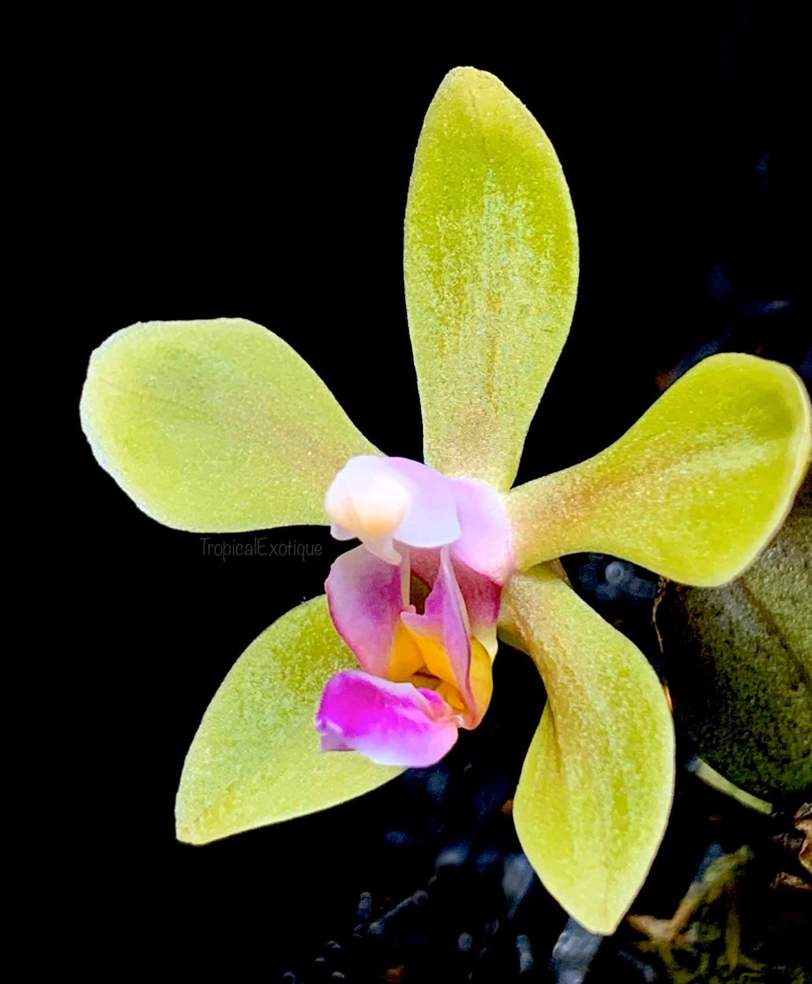 PHALAENOPSIS STOBARTIANA Small Orchid Mounted - Etsy