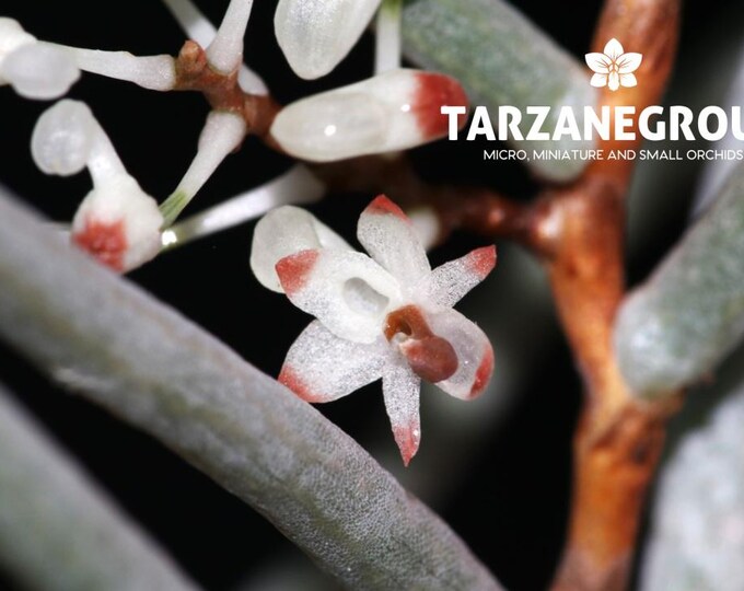 MICROCOELIA / SOLENANGIS APHYLLA Small Orchid Mounted - Etsy