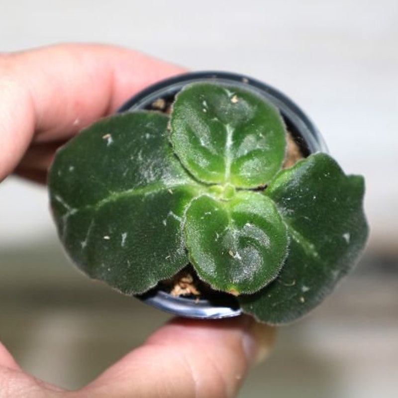 Primulina - Etsy