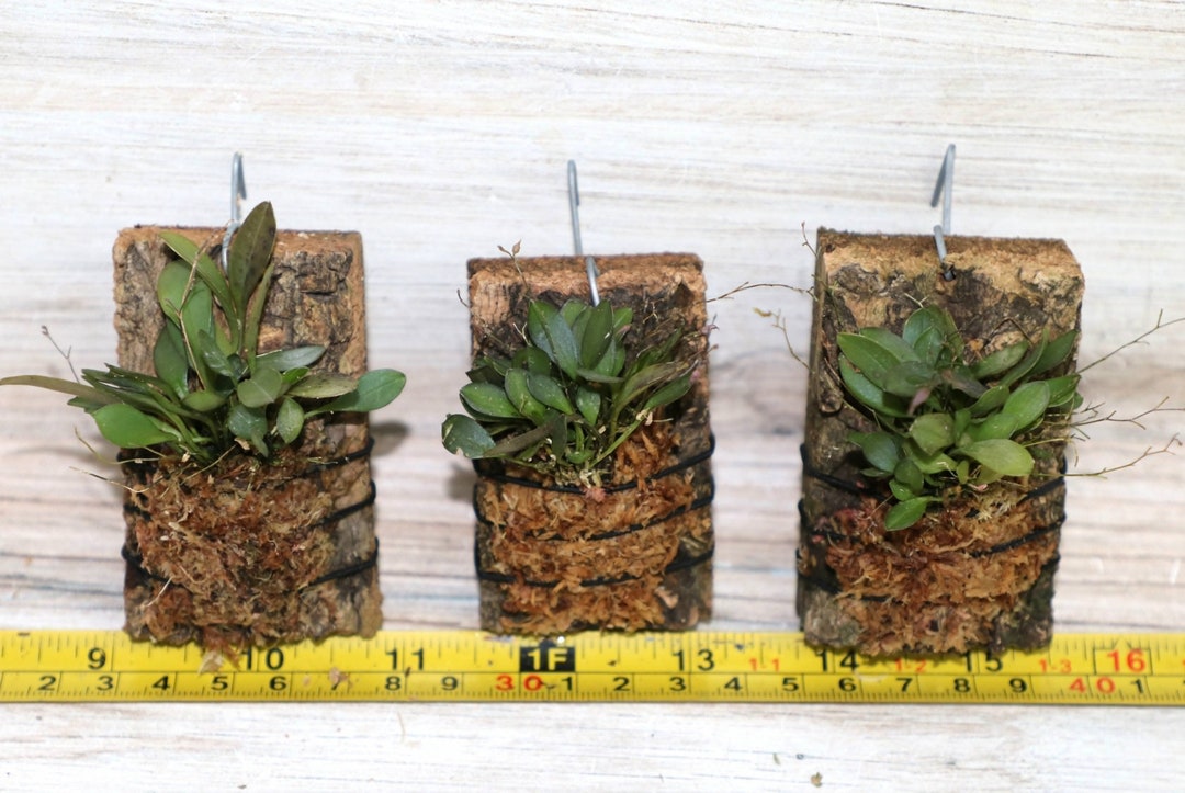 PLATYSTELE SULCATA Miniature Orchid Mounted - Etsy