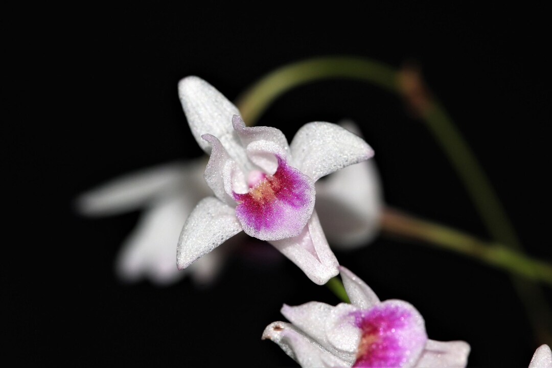 CONCHIDIUM DICKASONII Miniature Orchid Mounted - Etsy