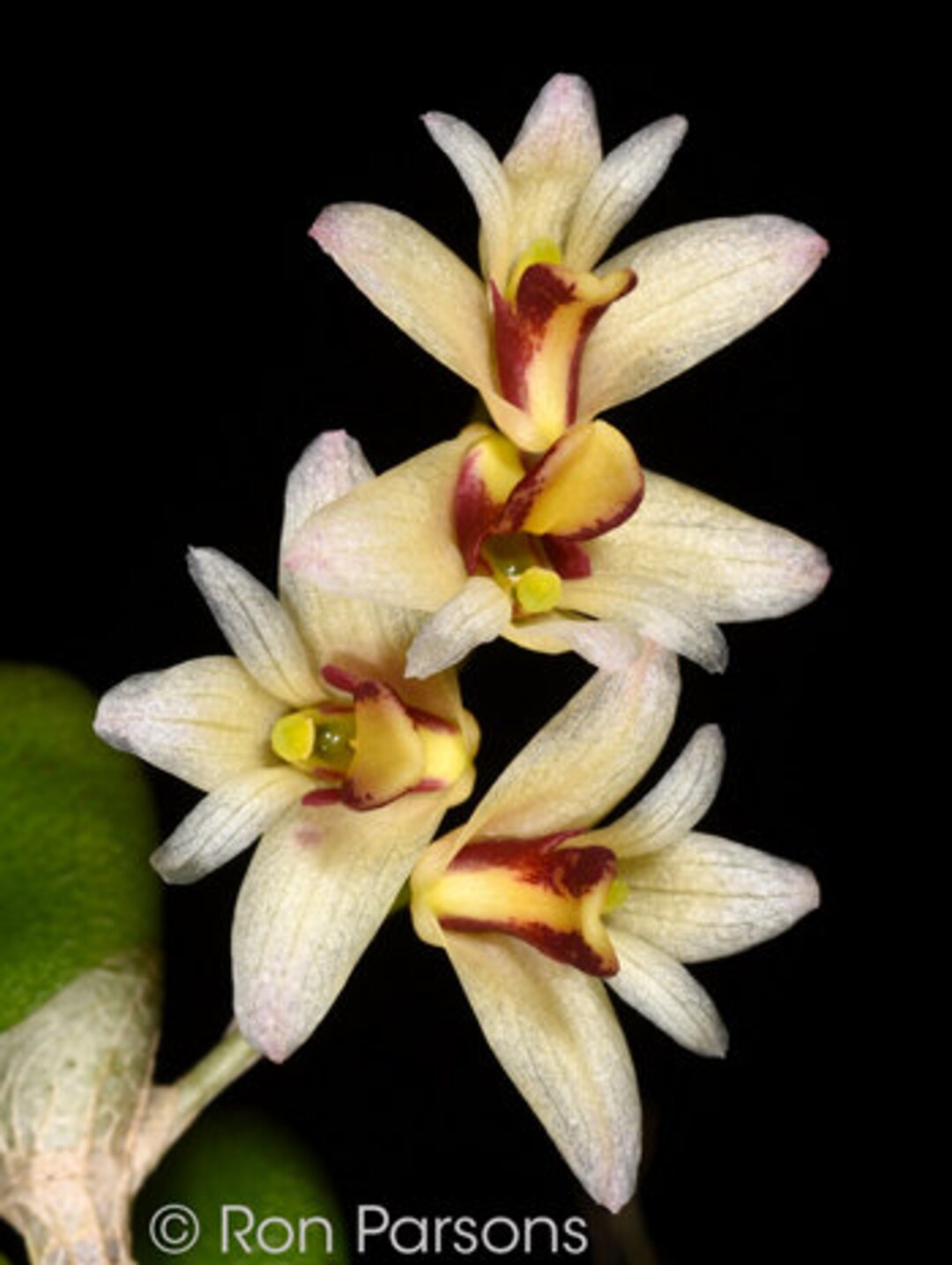 DENDROBIUM RIGIDUM / DOCKRILLIA Rigida Miniature Orchid Mounted - Etsy