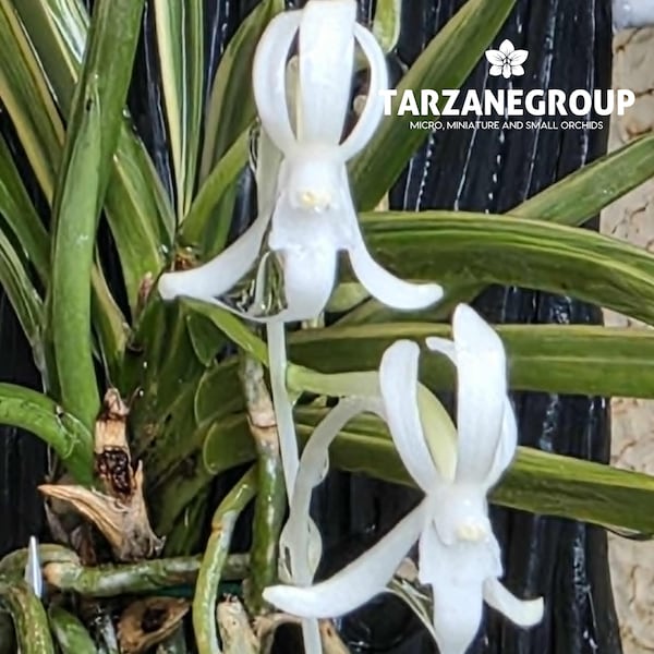 Neofinetia Miniature - Etsy