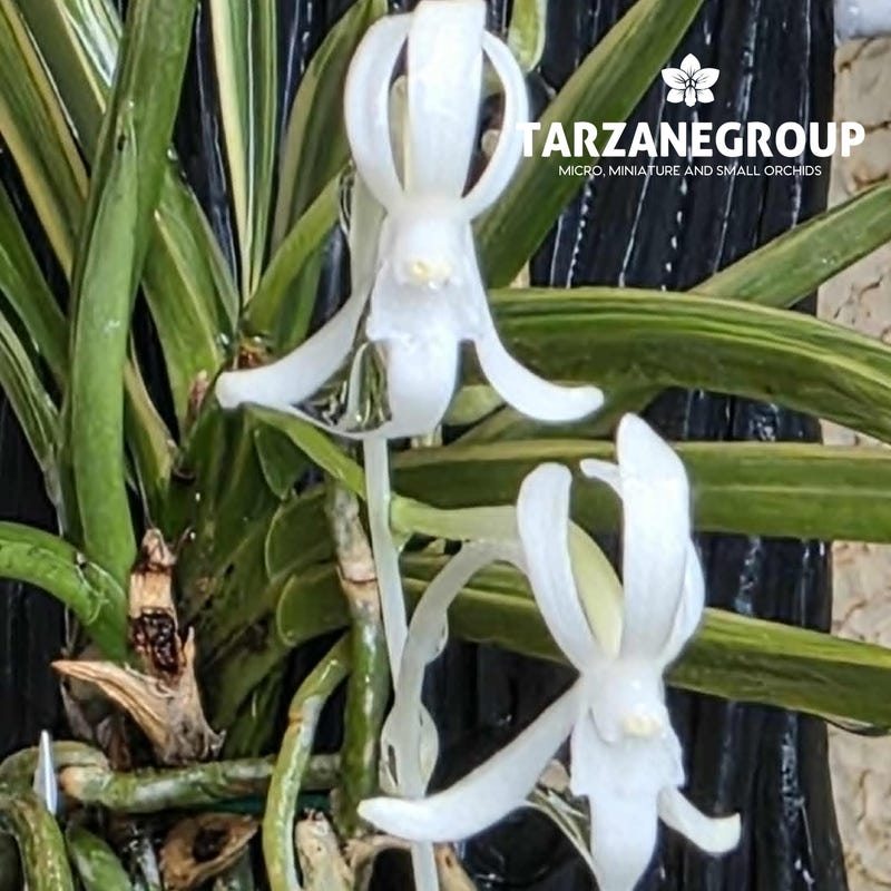 Neofinetia Miniature - Etsy