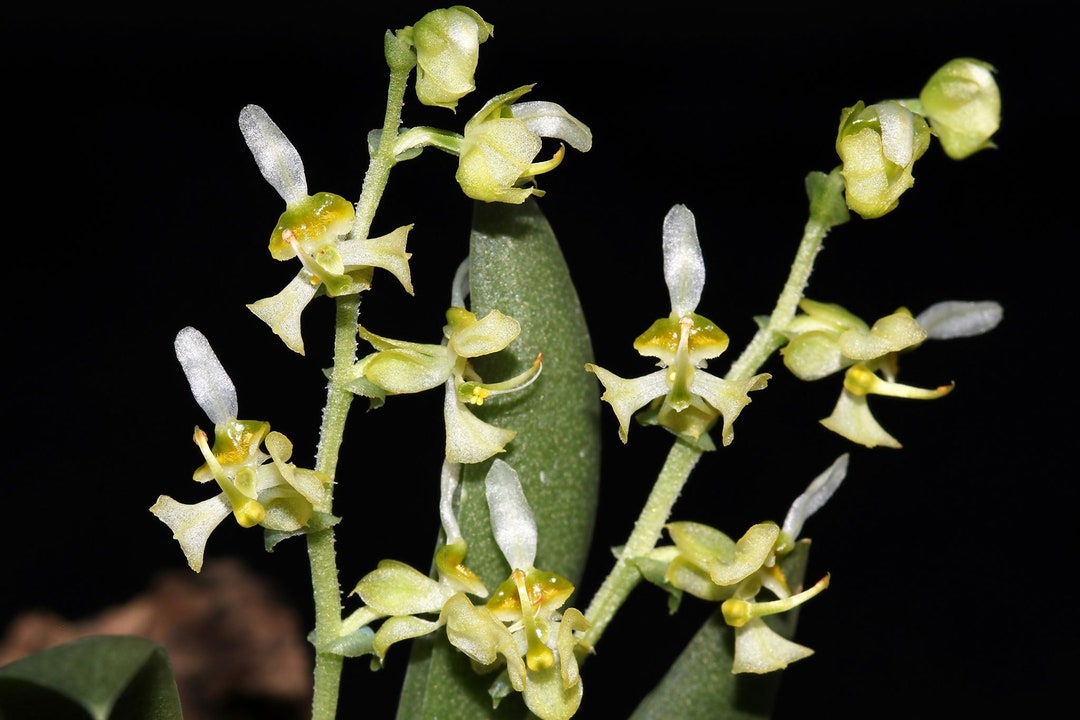ORNITHOCEPHALUS GLADIATUS Small Orchid Mounted - Etsy