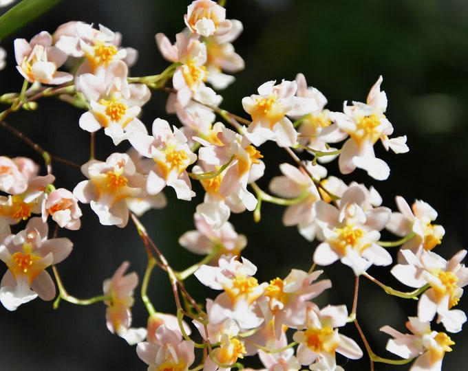 ONCIDIUM TWINKLE ‘fragrance Fantasy’ Small Orchid Potted - Etsy