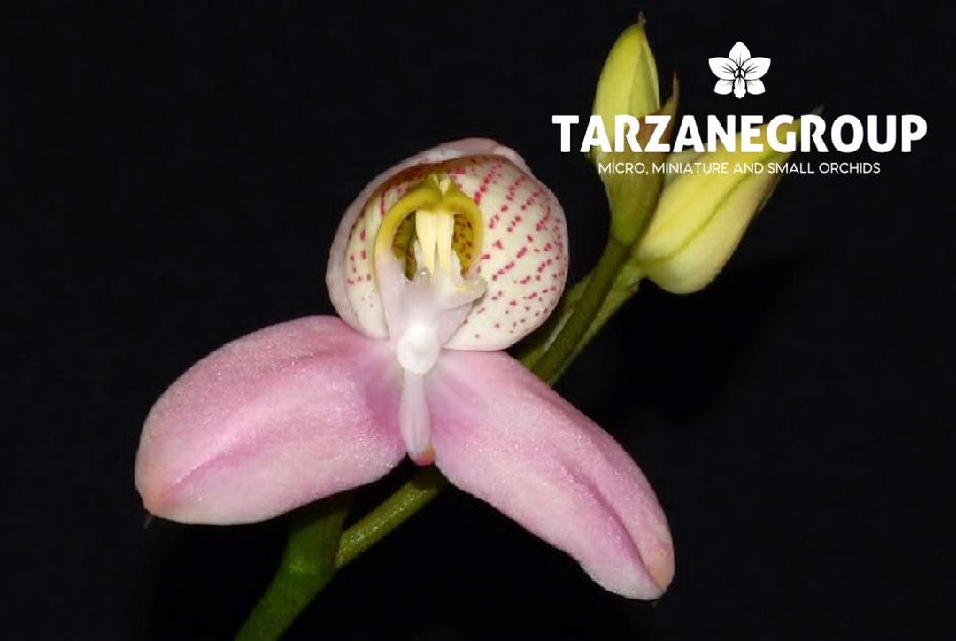 DISA KEWENSIS CROSS Small Terrestrial Orchid Potted - Etsy