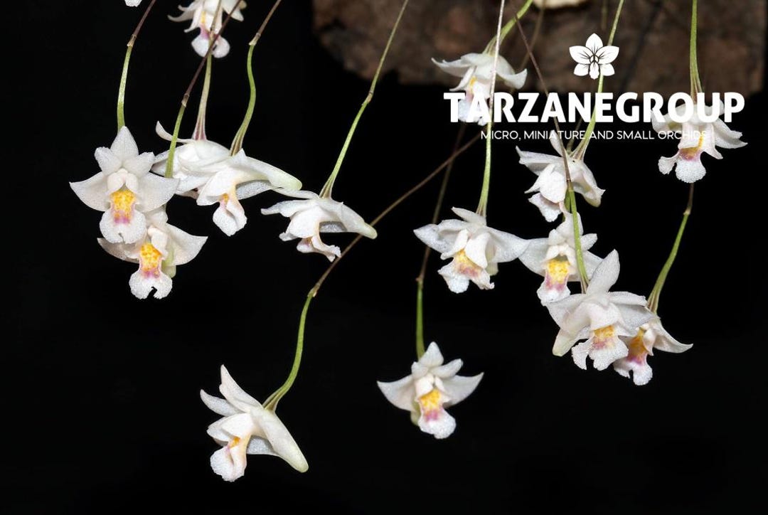 DENDROBIUM EXTINCTORIUM / CONCHIDIUM Extinctoria Micro Miniature Orchid ...