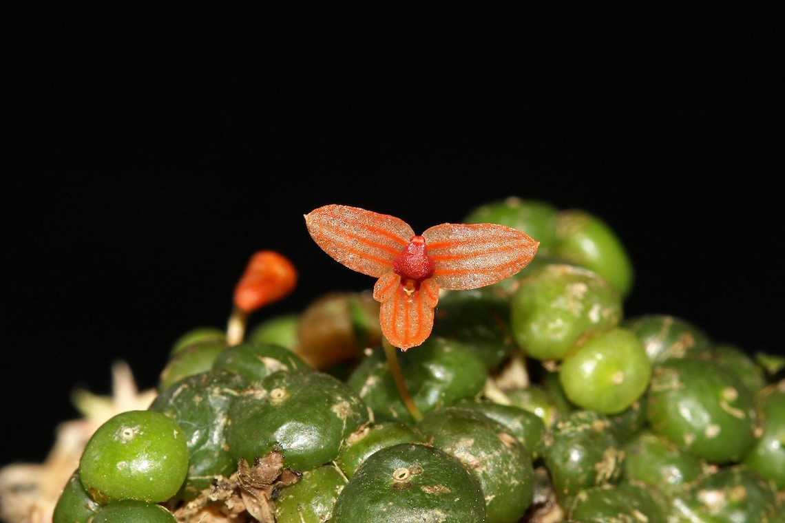 BULBOPHYLLUM MONILIFORME Micro Miniature Orchid Mounted - Etsy
