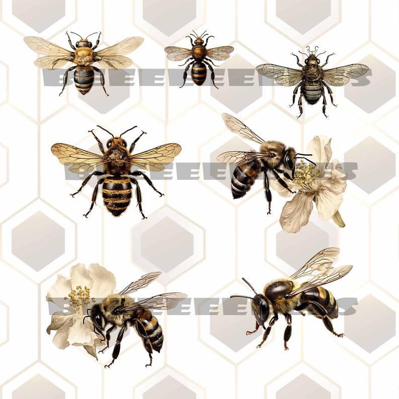 Bee Clipart, Bees Clipart, Honey Bee PNG, Commercial Use, Transparent ...