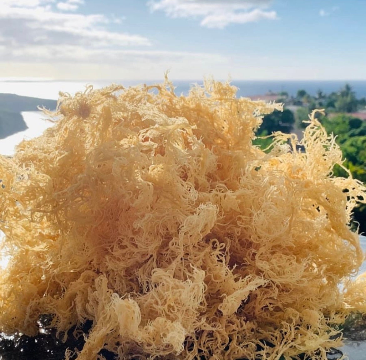 Dried Wildcrafted Gold Irish Sea Moss, Chondrus Crispus - Etsy