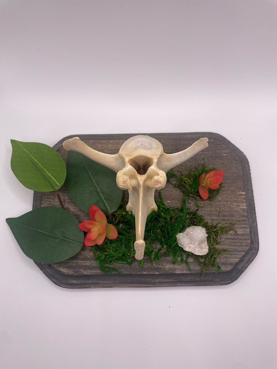 Deer Vertebrae Mount Oddities and Curiosities - Etsy