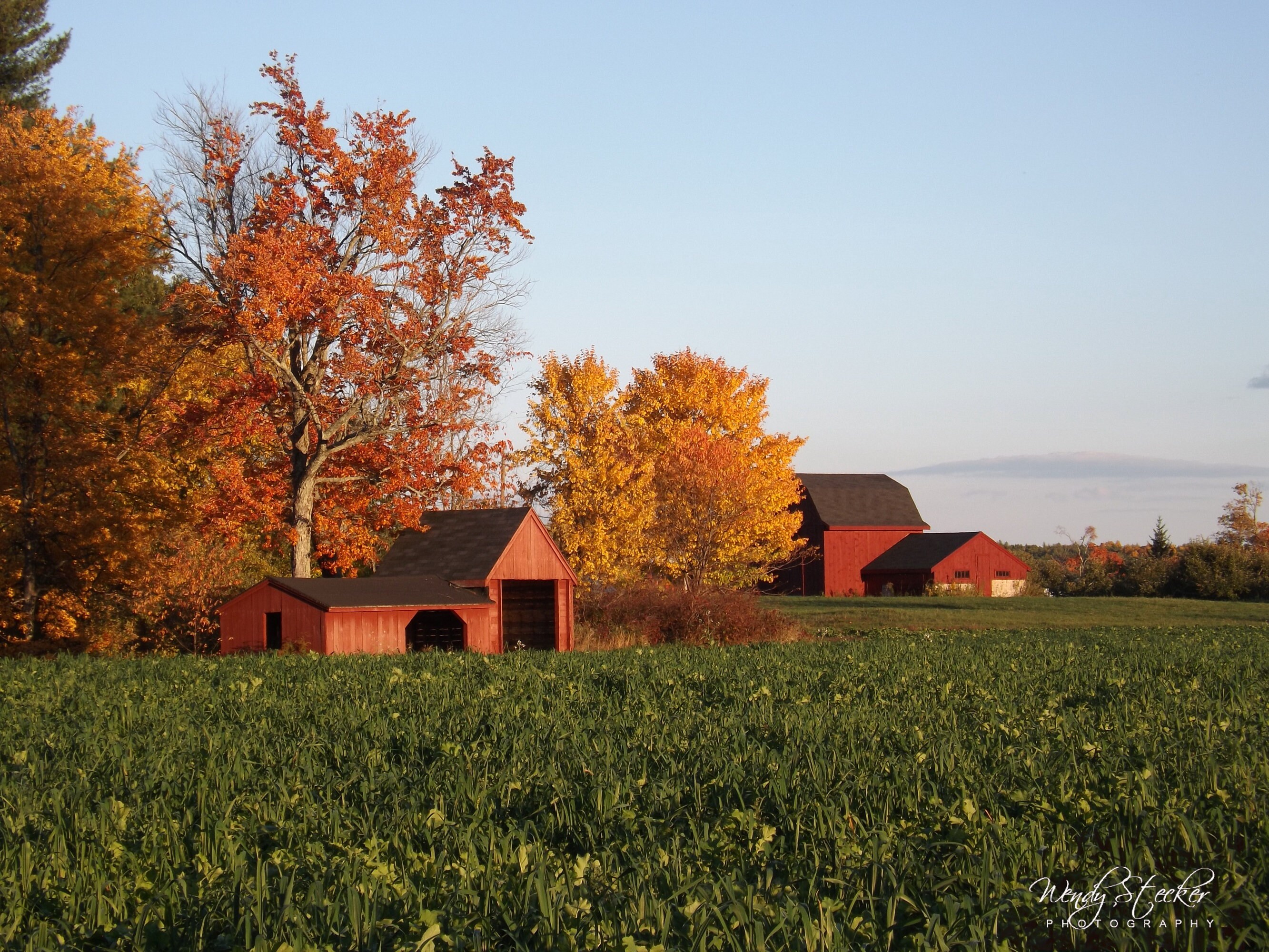 Red Barns Fine Art Landscape Photo, Glicee Print of New England Fall ...