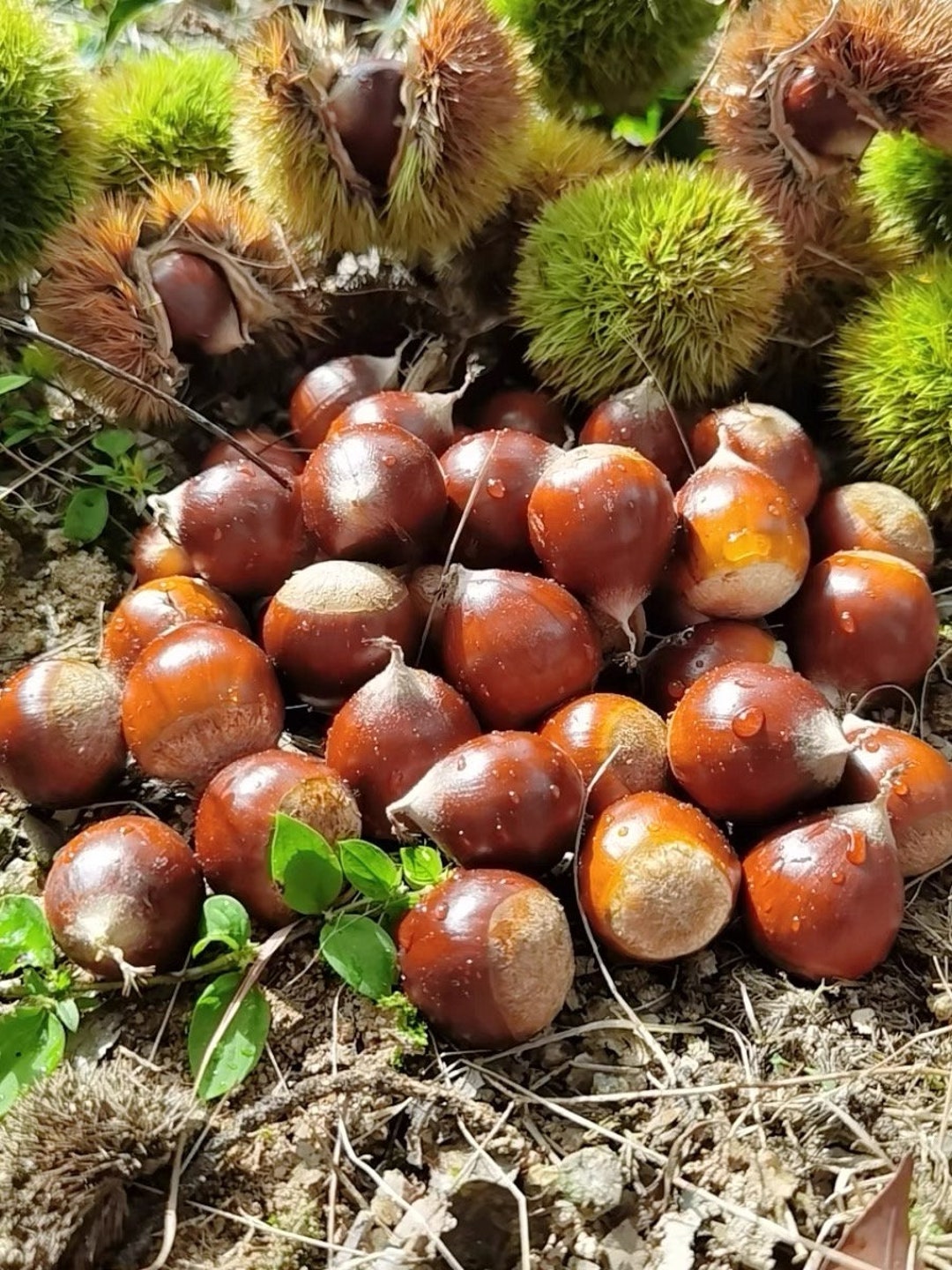 Rare Germinated Wild Castanea Henryi/ Pearl Chestnut 锥栗seeds 5 - Etsy