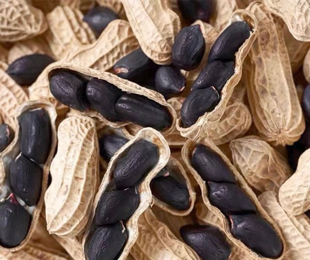 Black Peanut Seeds 10/20/50/100 - Etsy
